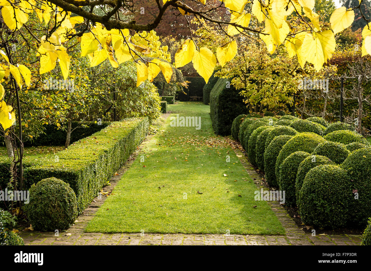 Mulberry tree leaves hi-res stock photography and images - Alamy