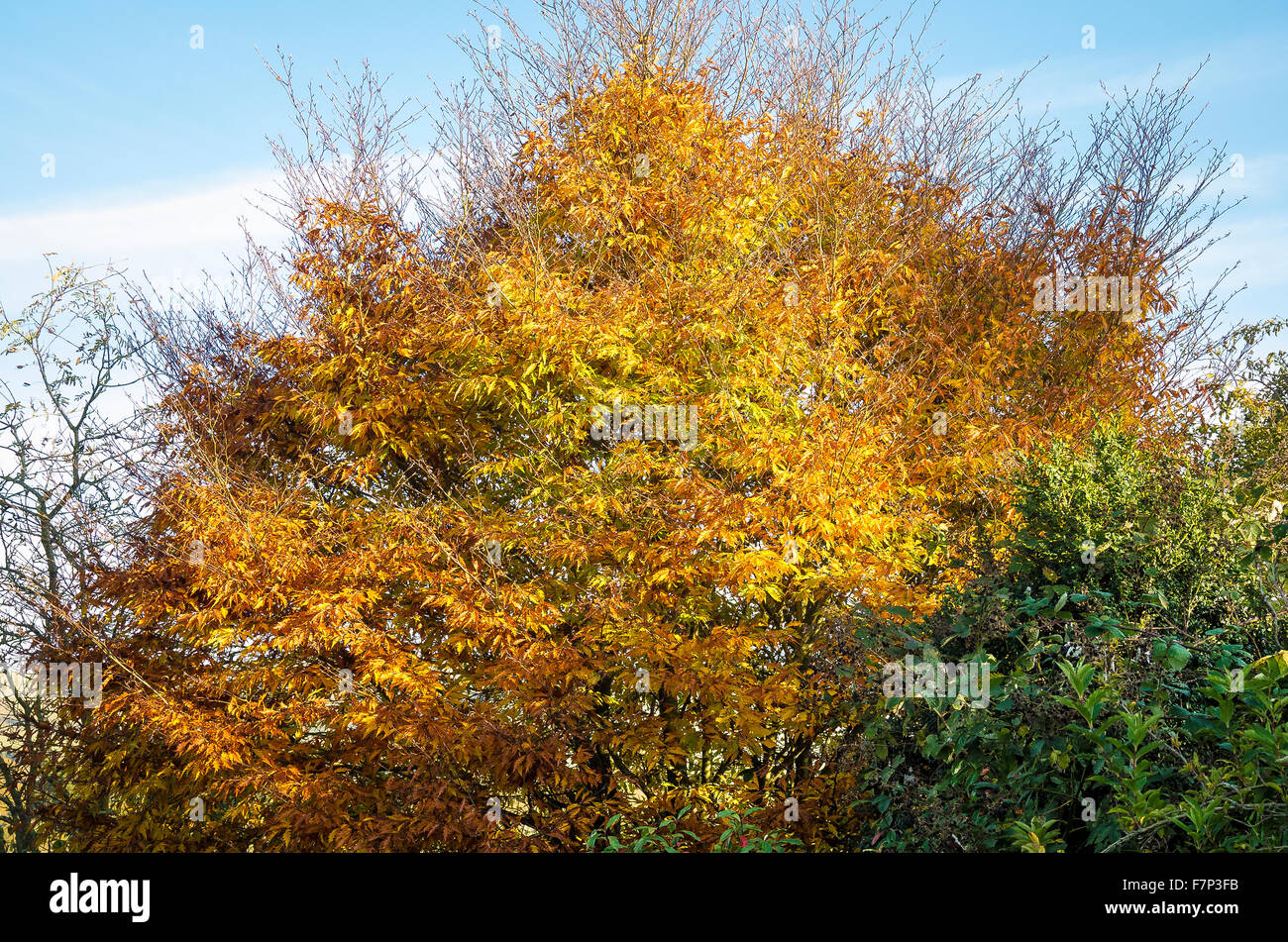 Autumn leaves shed first from topmost branches of a small beech tree ...