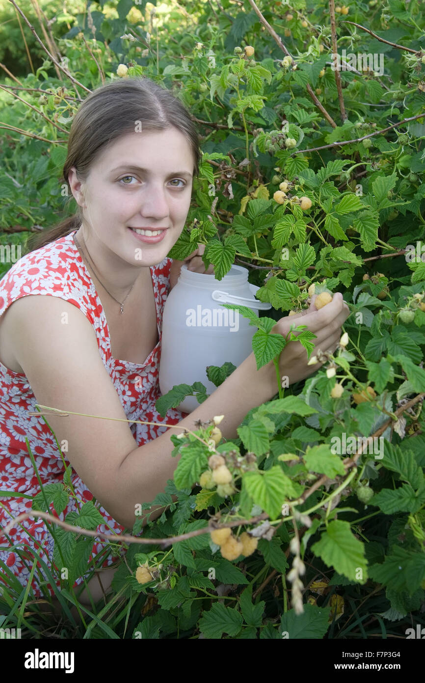 young woman is picking of raspberry in the field Stock Photo - Alamy