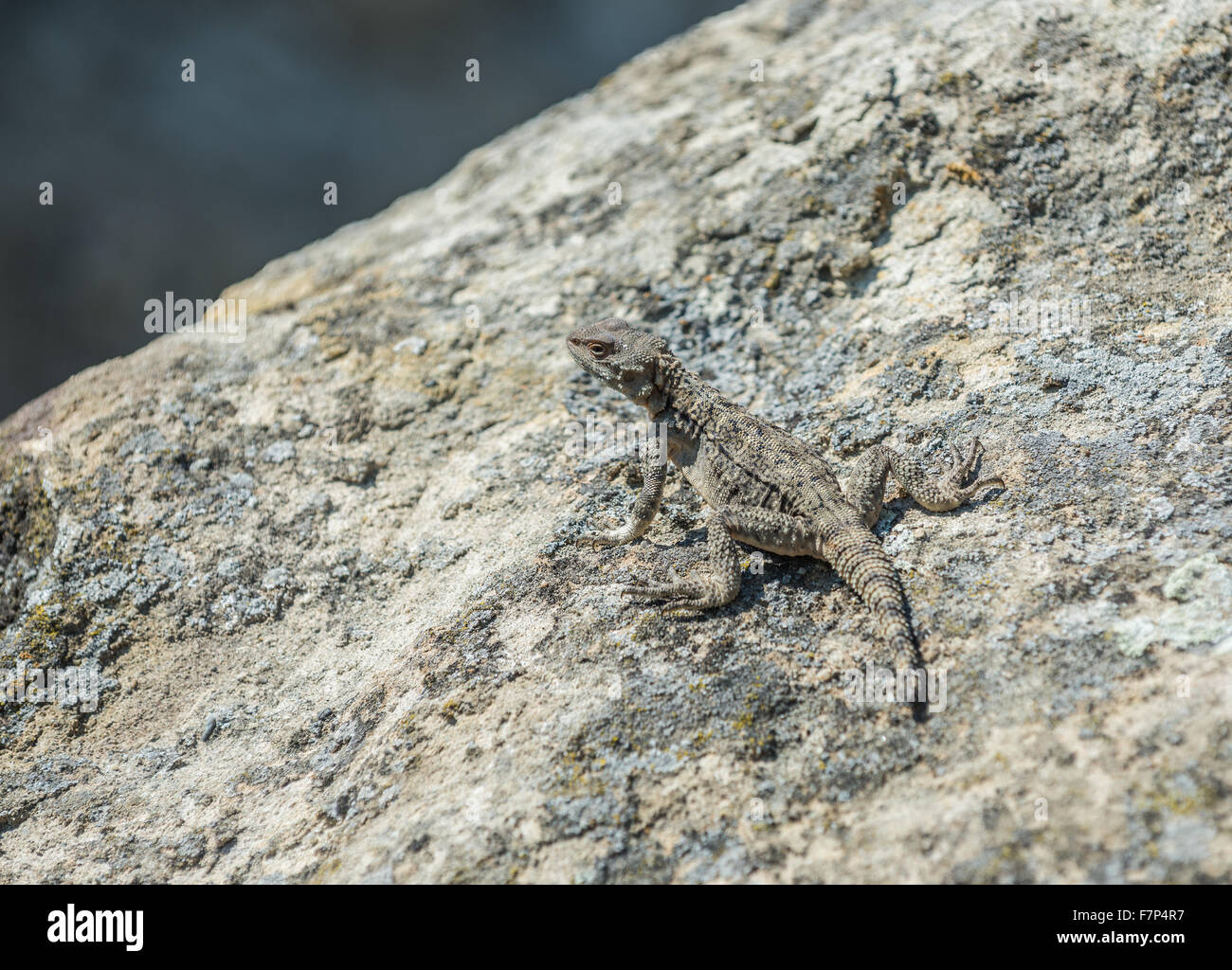 Caucasian agama laudakia caucasia hi-res stock photography and images ...
