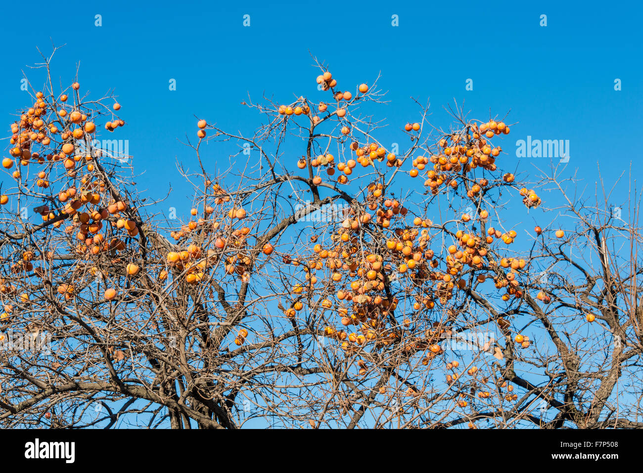 Persimmon fruits on the tree Stock Photo - Alamy
