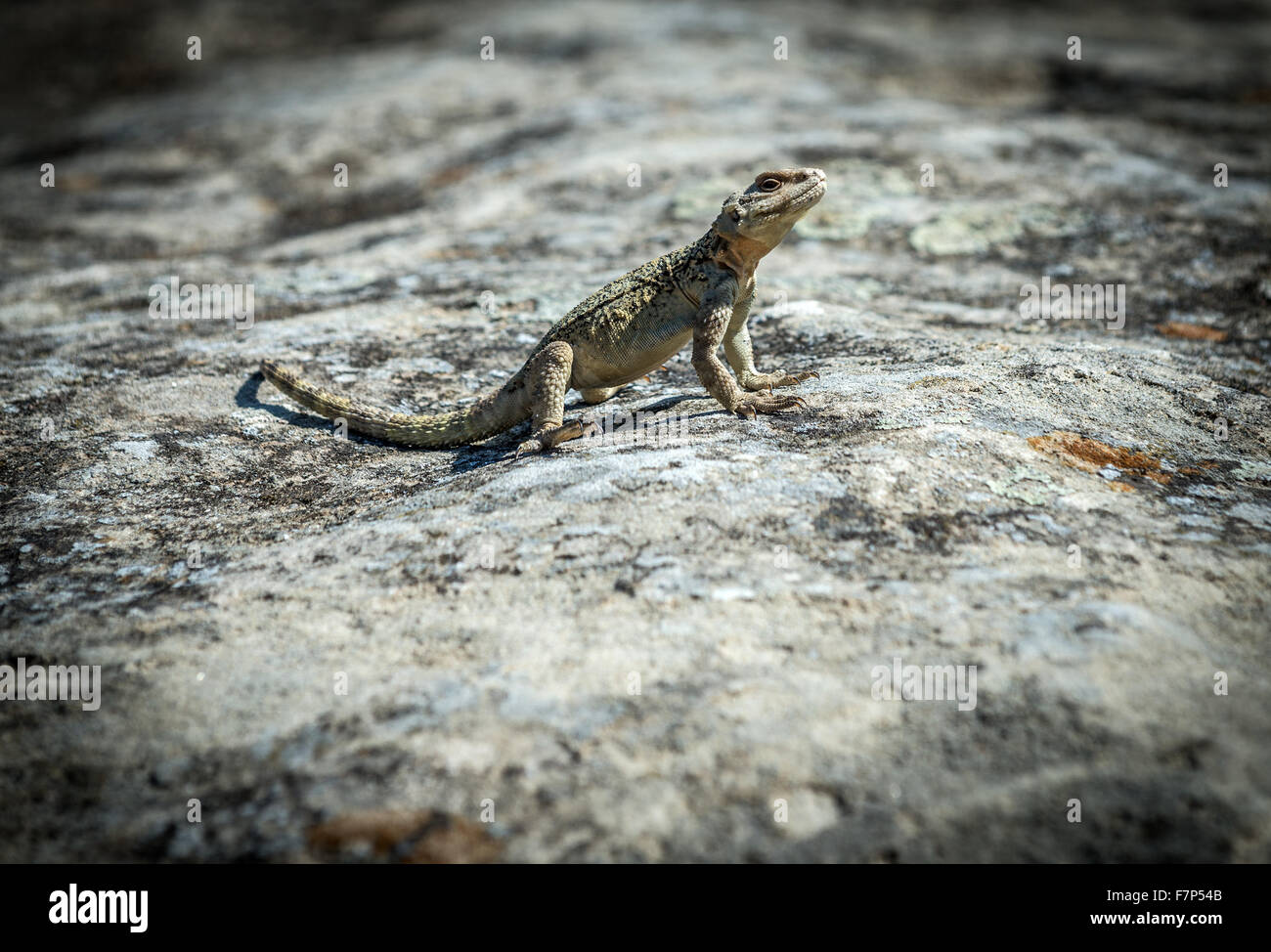 Caucasian agama agama hi-res stock photography and images - Alamy