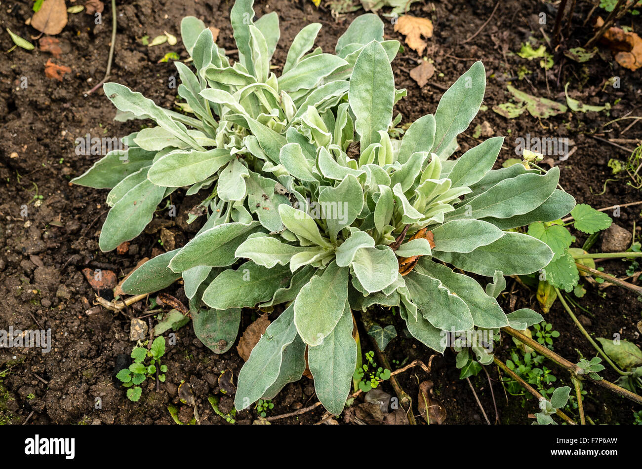 End of season new growth on a lychnis perennial plant in early winter ...