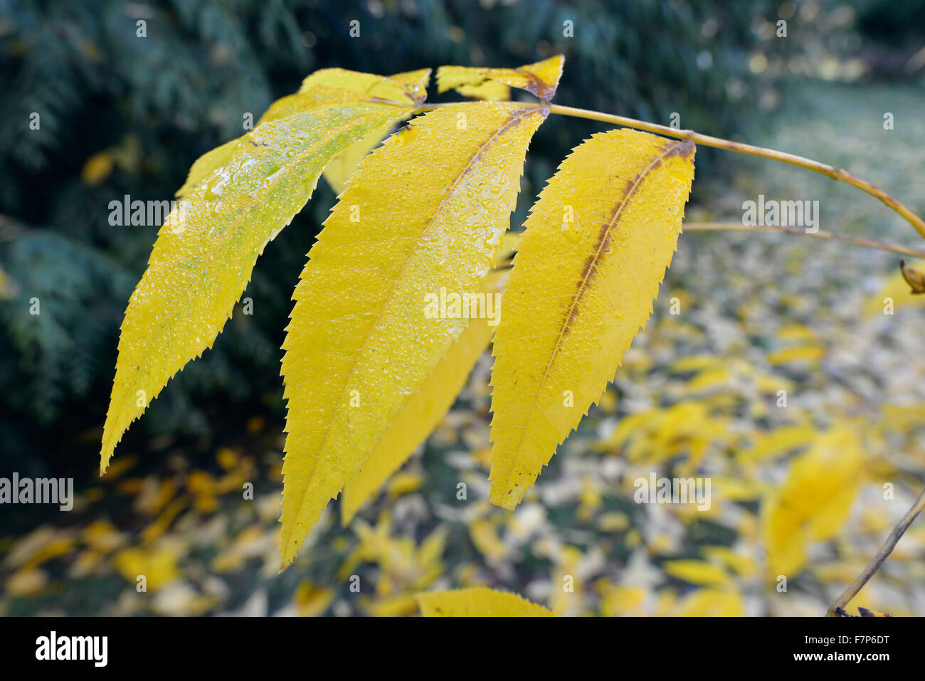Bitternut Tree - Carya coriformis Dew on Autumn Leaves Stock Photo - Alamy