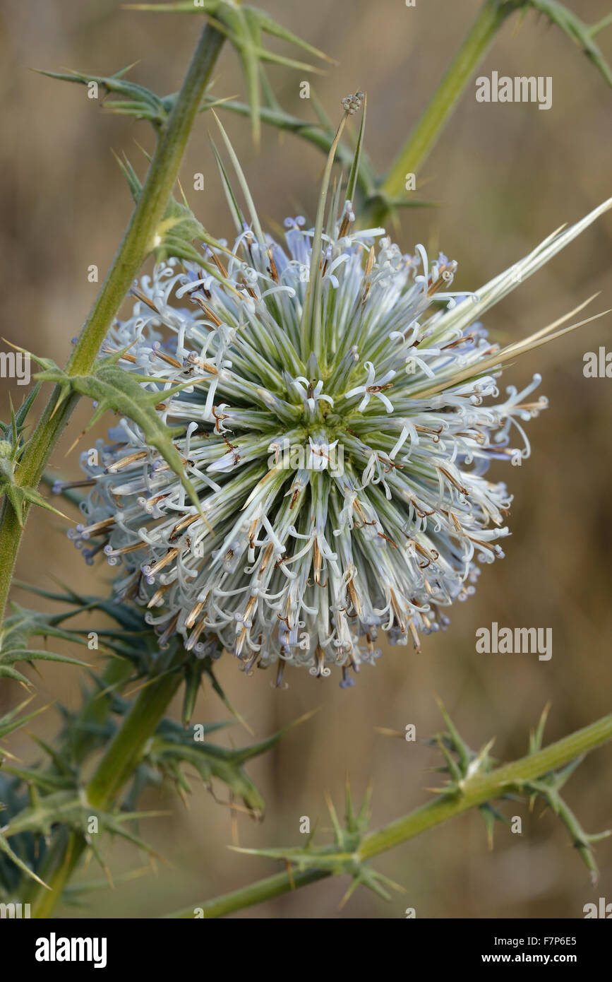 Echinops spinosissimus A Species of Globe Thistle from Cyprus Stock ...