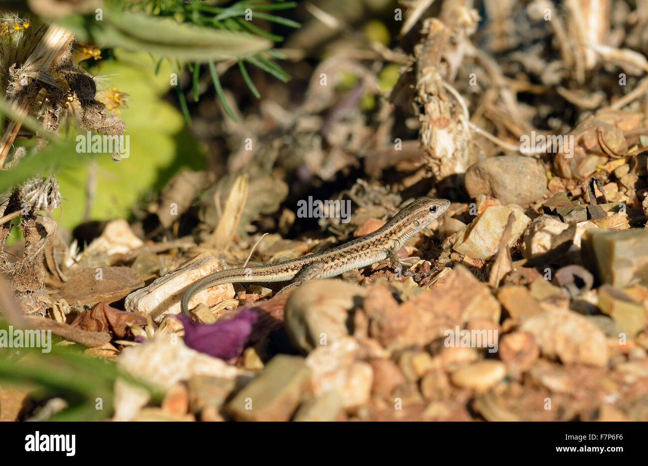 Snake-eyed Lacertid - Ophisops elegans Common Lizard in Cyprus Stock ...