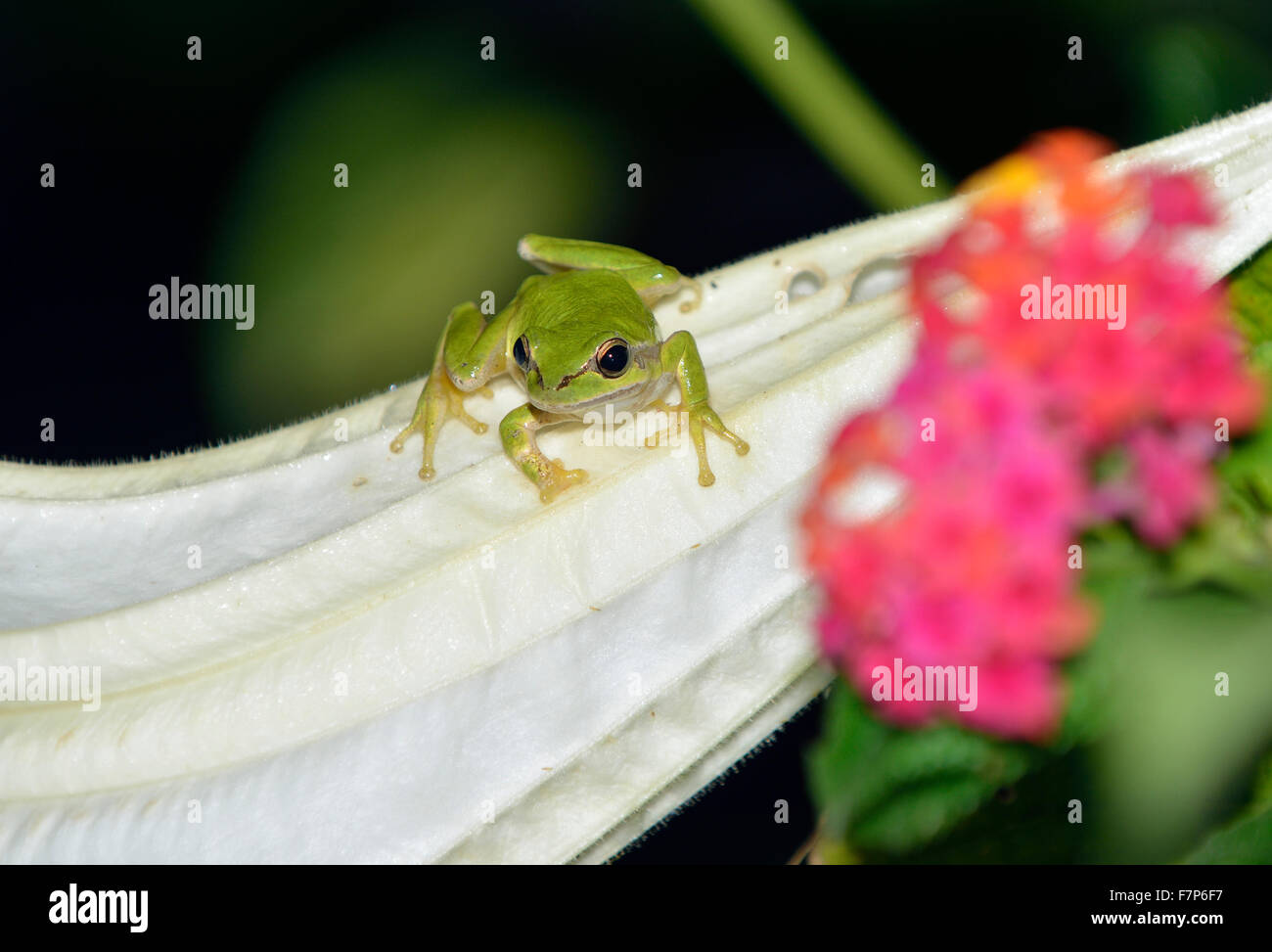 Savigny’s or Middle East Tree Frog - Hyla savignyi on large trumpet ...