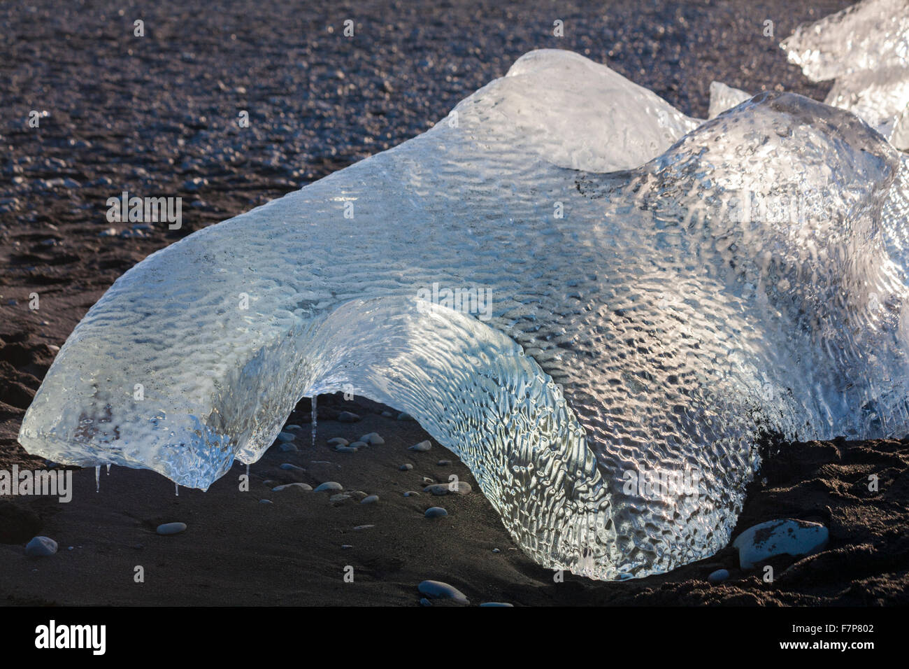 patterned shapely block of ice contrasting with black sand at ...