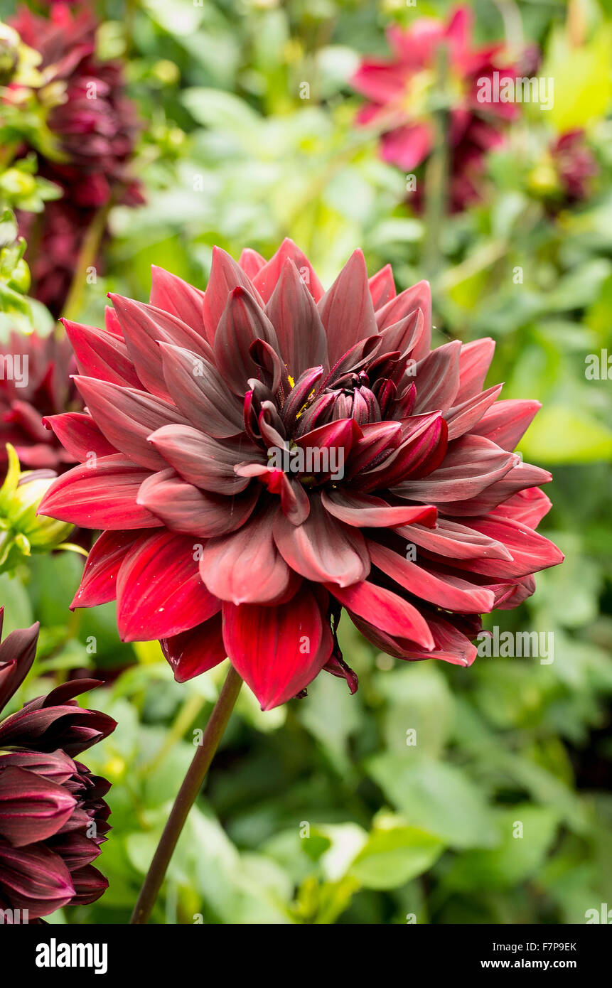 Dahlia deep red flower hi-res stock photography and images - Alamy
