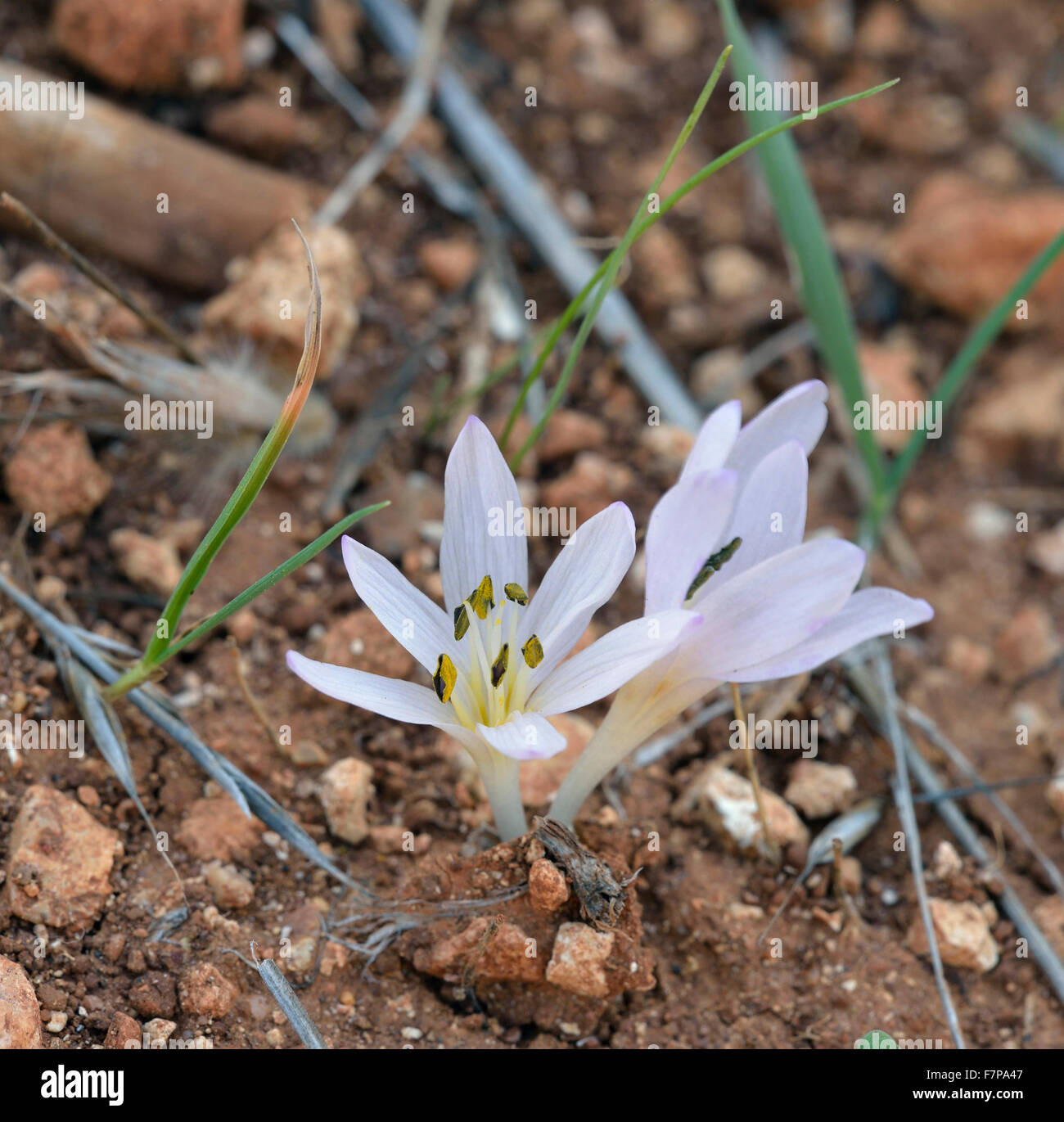 Crocrus hi-res stock photography and images - Alamy