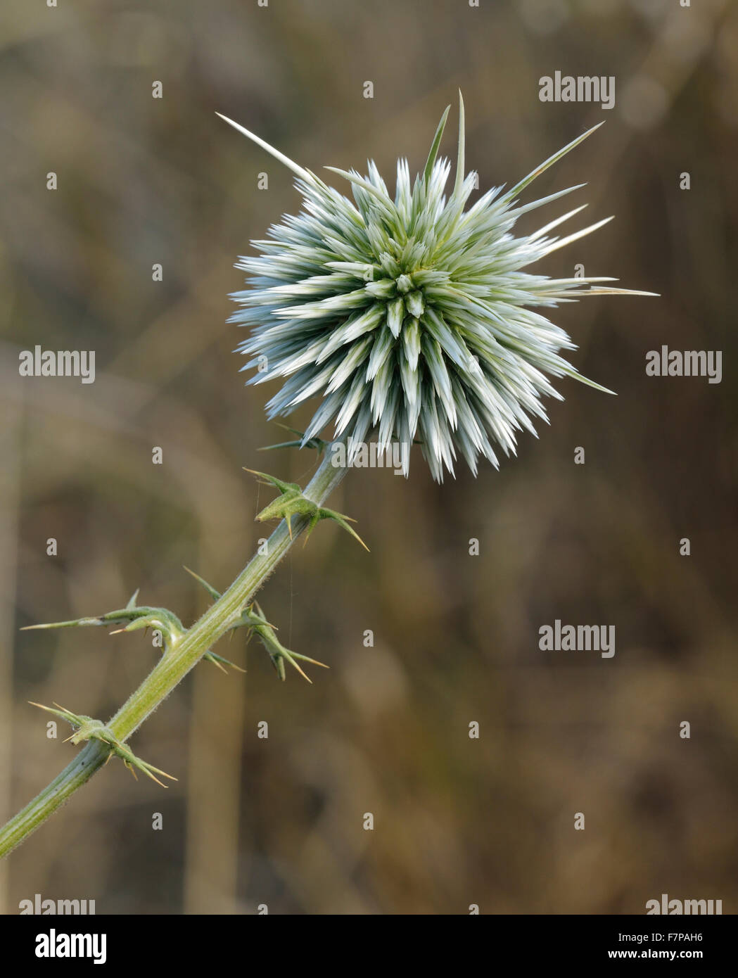Echinops spinosissimus A Species of Globe Thistle from Cyprus Stock ...
