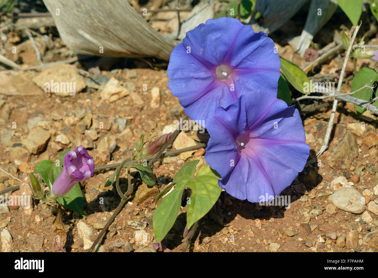 Invasive Blue Flowers 14 Invasive Flowers That Will Take Over Your