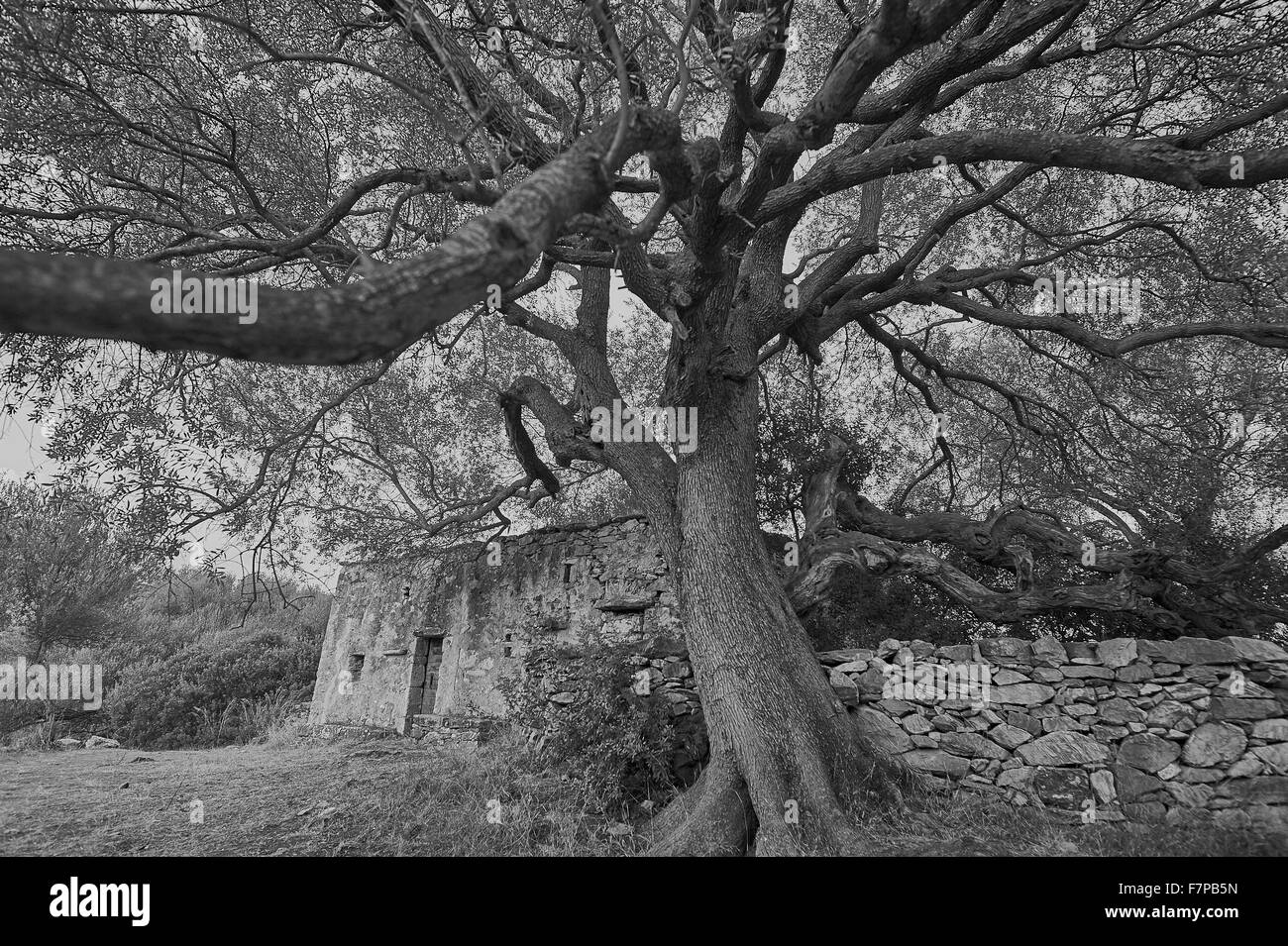 Olive tree in mediterranean Black and White Stock Photos & Images - Alamy