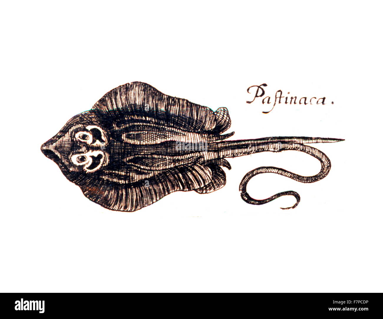 Pastinaca fish illustration from 'Specula physico-mathematico-historica ...