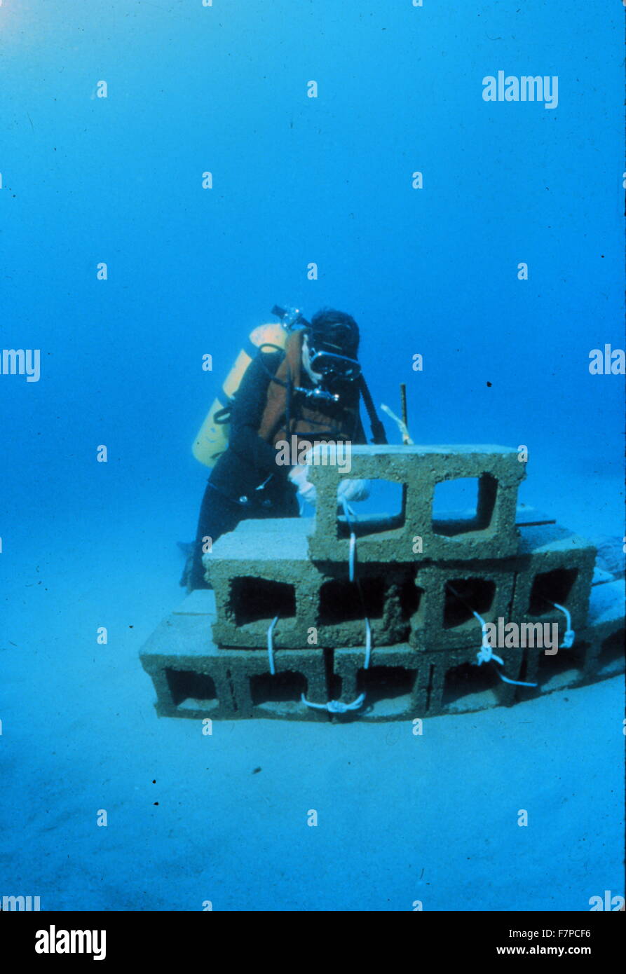 Diver constructing an artificial reef made from concrete blocks. An ...