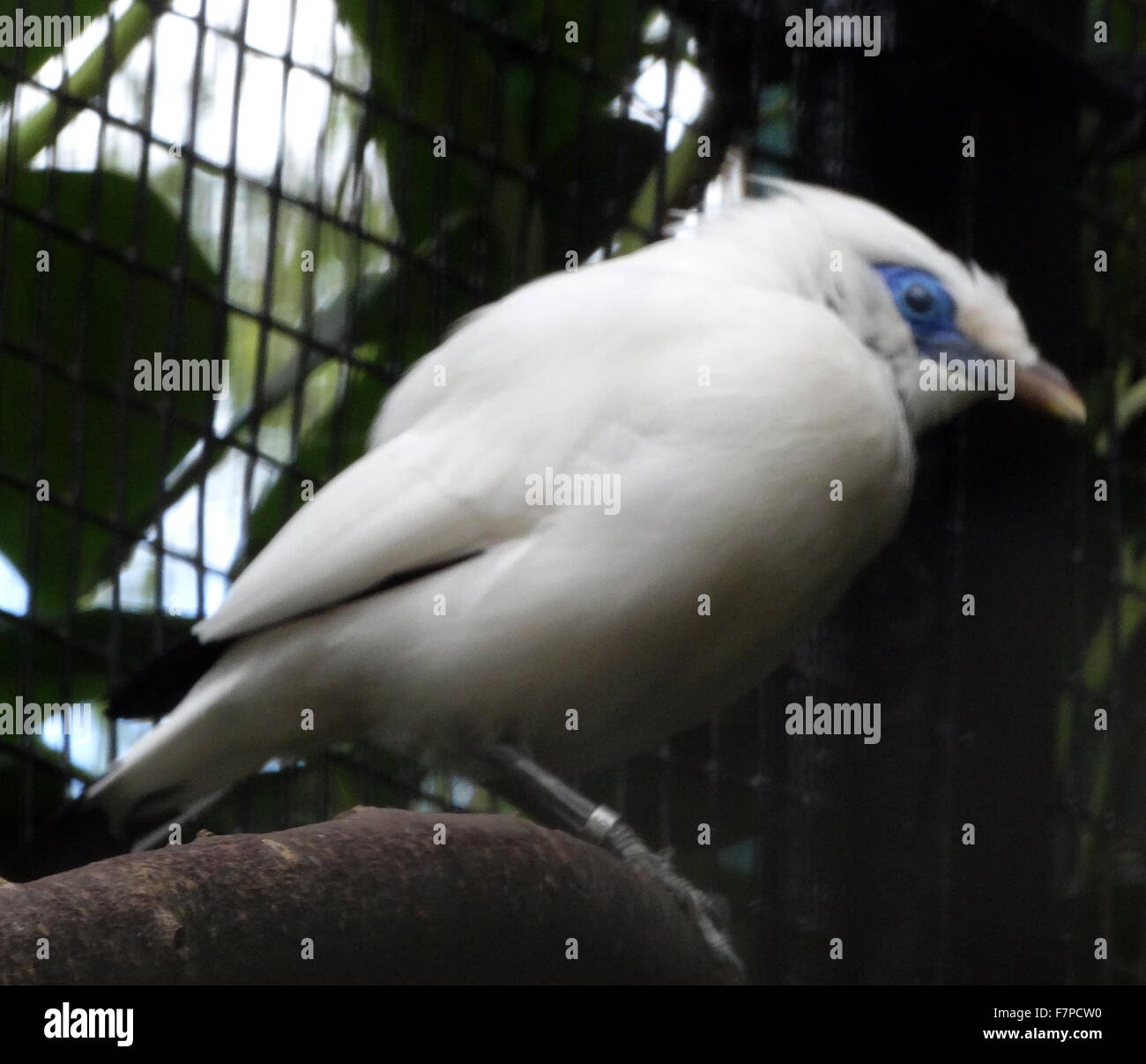 Bali myna bird, also known as, Rothschild's mynah, Bali starling, or ...