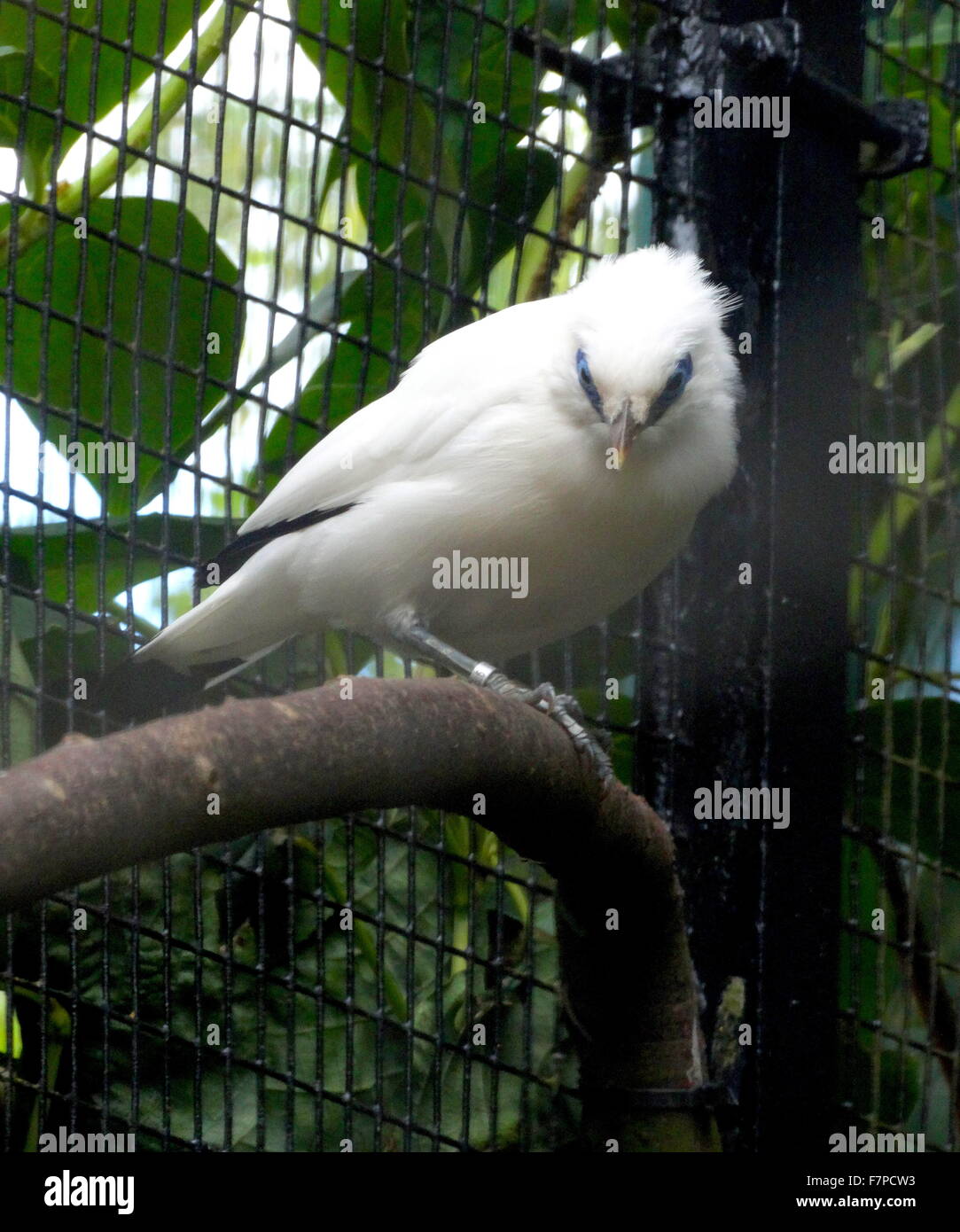 Bali myna bird, also known as, Rothschild's mynah, Bali starling, or ...