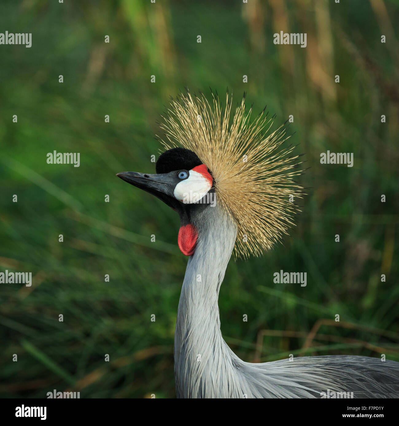 African crowned crane hi-res stock photography and images - Alamy