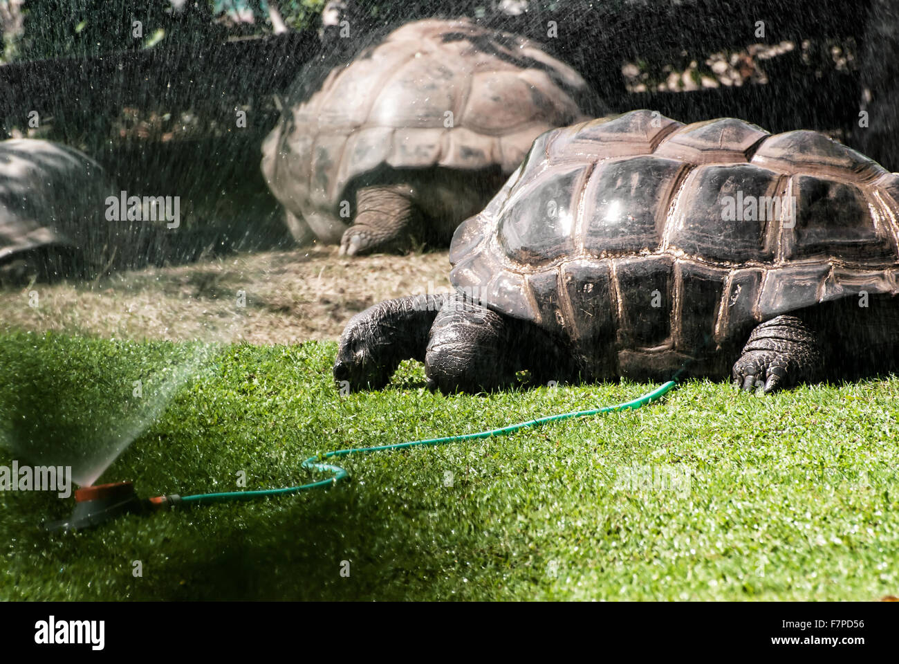Giant turtles graze grass and enjoy the water splash. Animal theme ...
