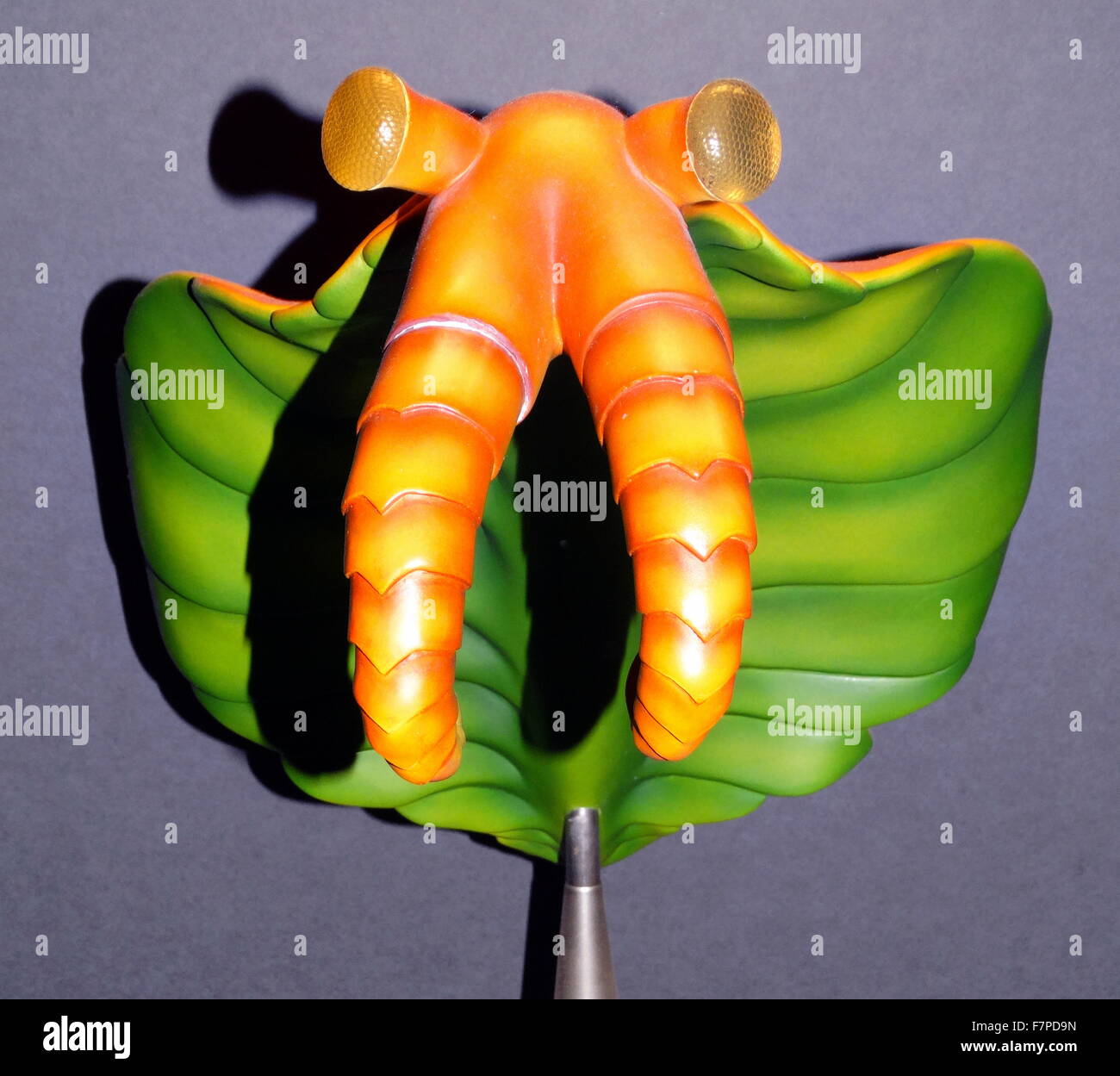 Anomalocaris hi-res stock photography and images - Alamy