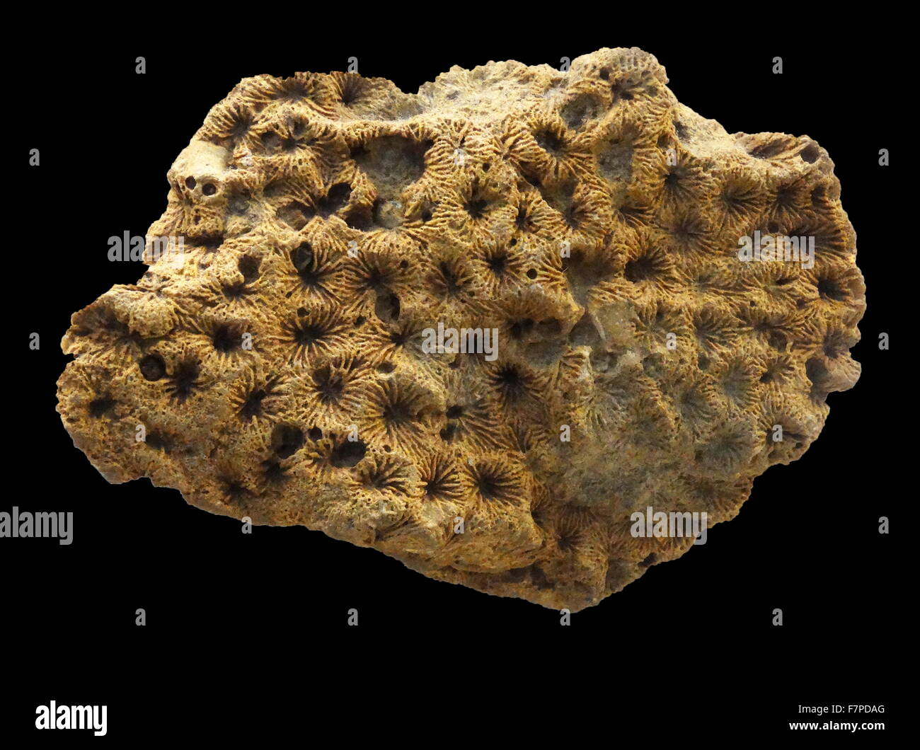 Corallian beds hi-res stock photography and images - Alamy