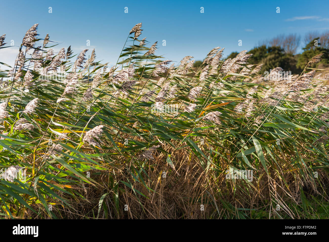 Float grass hi-res stock photography and images - Alamy