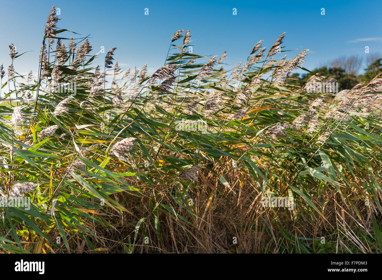 Float grass hi-res stock photography and images - Alamy