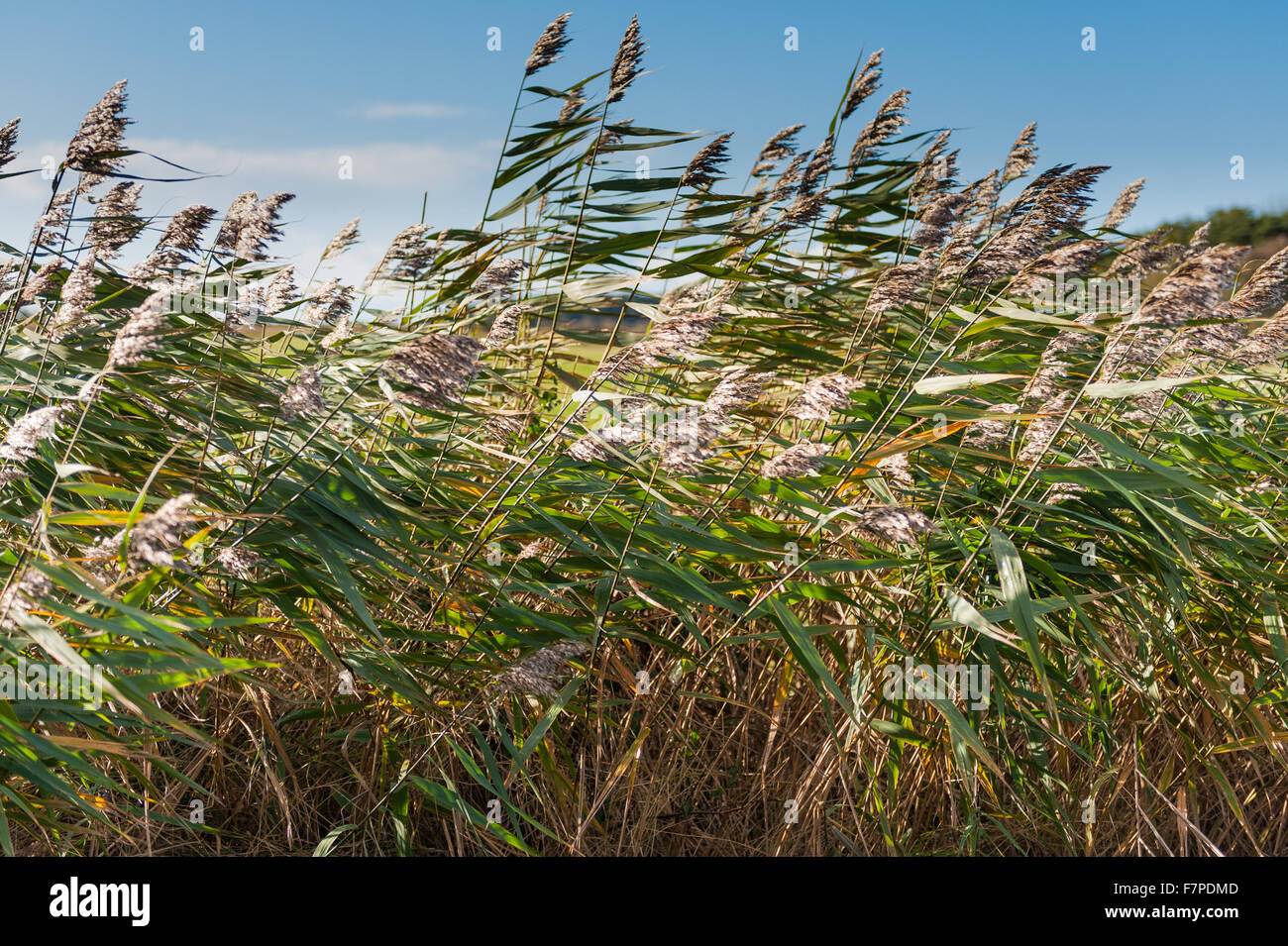 Float grass hi-res stock photography and images - Alamy