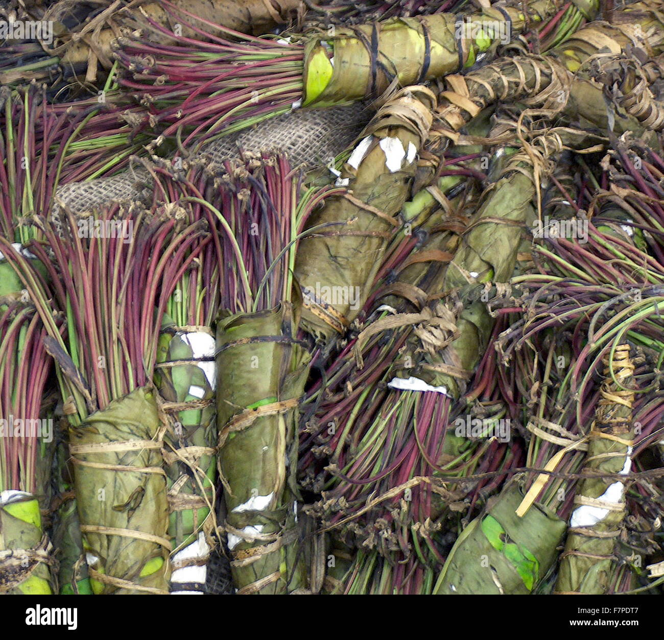 Catha edulis (khat) a plant native to the Horn of Africa, is an ...