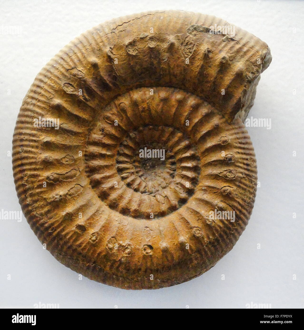 Stephanoceras humphriesianum - Middle Inferior Oolite Humphriesianum ...