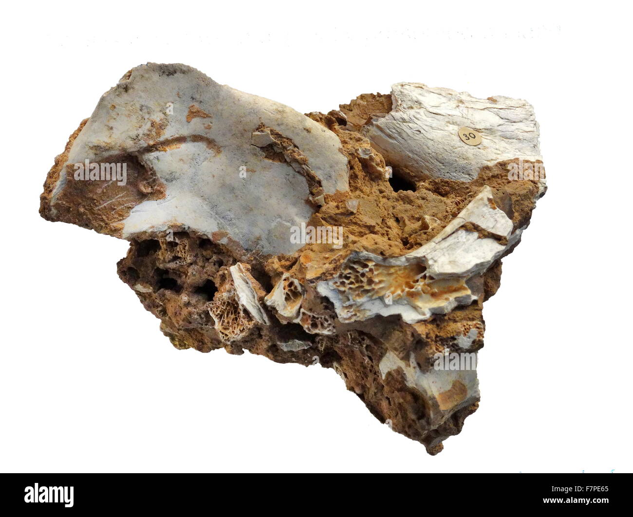Bones and teeth of an antelope preserved in rock, from a cave floor in ...