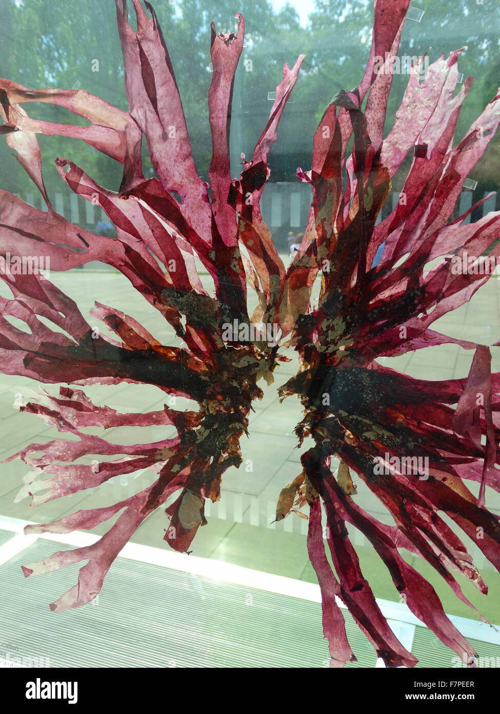 Red Seaweeds forming reef-like habitats (maerl beds Stock Photo - Alamy