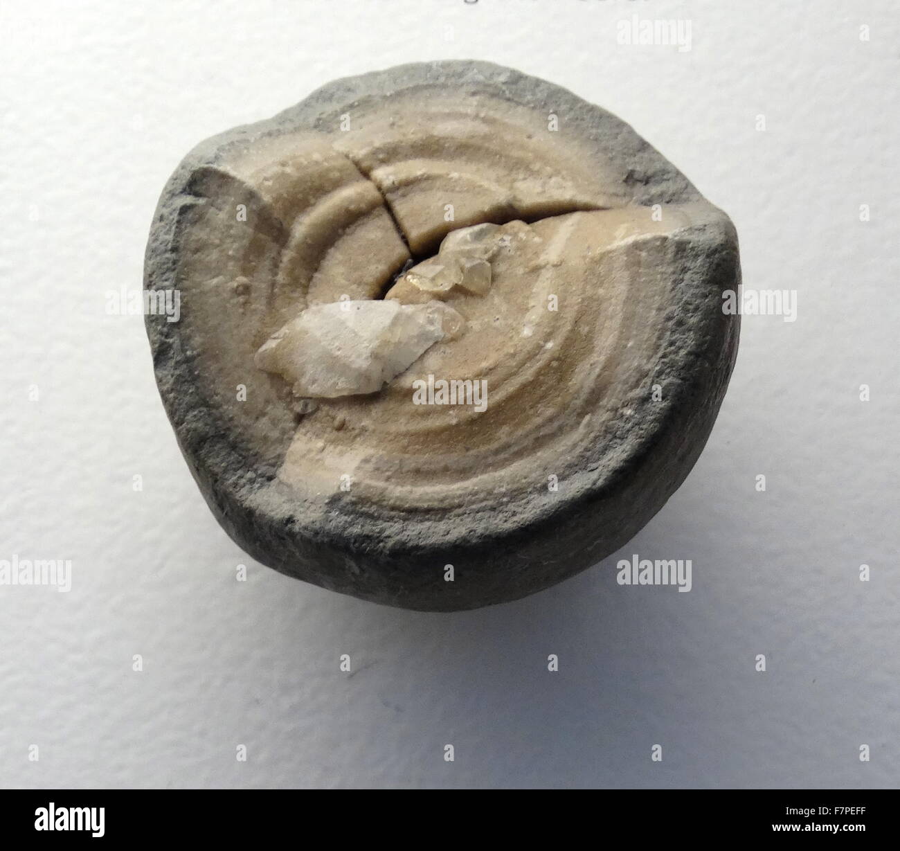 Nodule of clayey limestone with cracks filled with calcite crystals ...