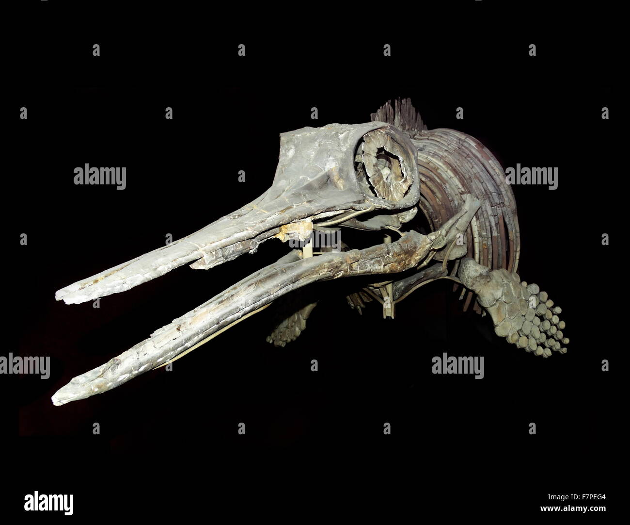 Ophthalmosaurus hi-res stock photography and images - Alamy