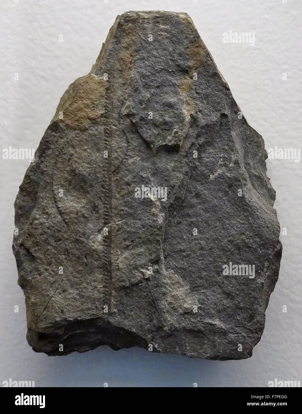 Monograptus hi-res stock photography and images - Alamy