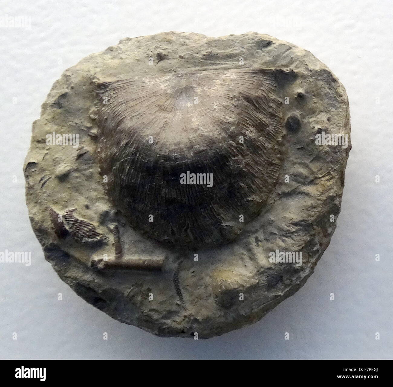 Strophonella euglypha from Worcestershire Stock Photo - Alamy