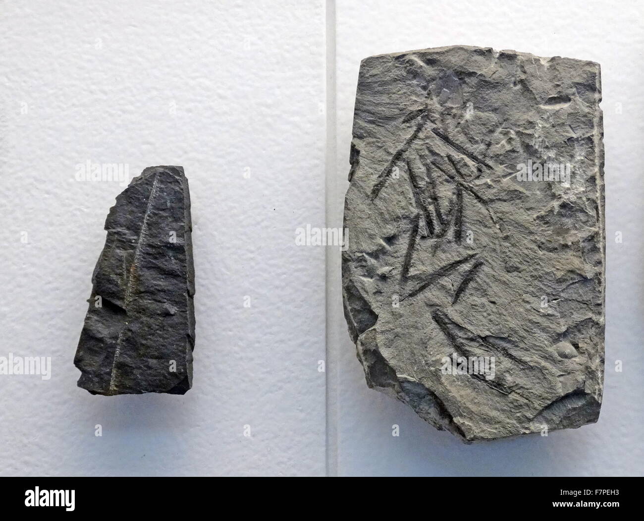 Left to right: Monograptus colonus and Lapworthura miltoni. From ...