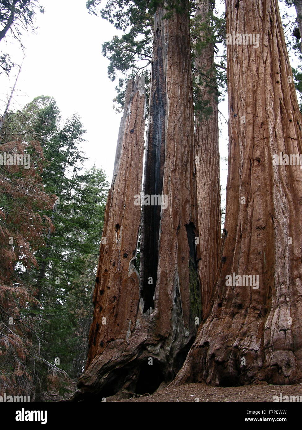 Photograph of the trunks of giant sequoia trees. the sole living ...
