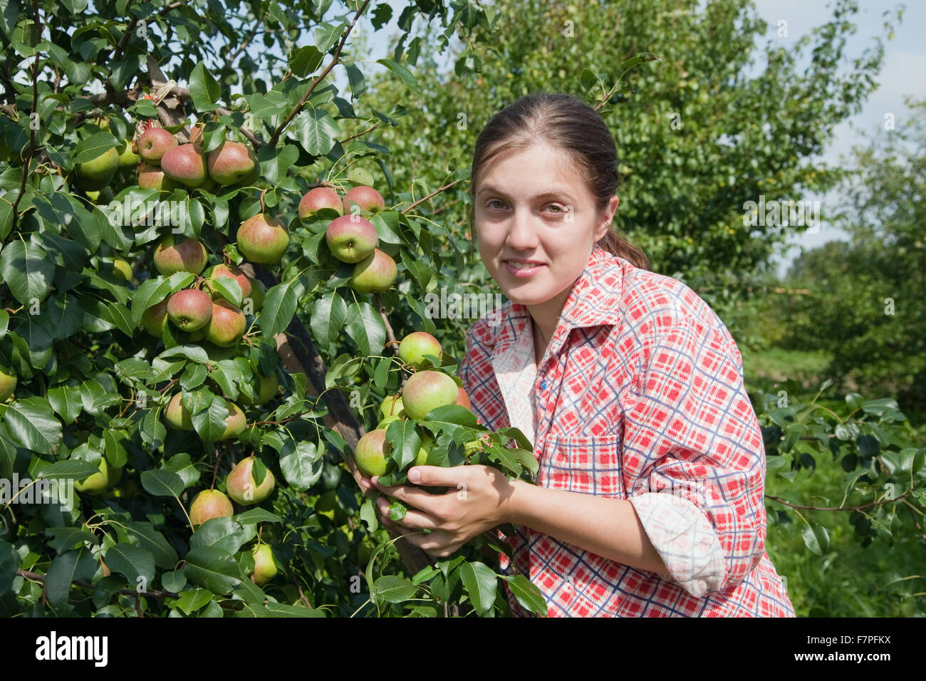 young woman is picking of apples in the orchard Stock Photo - Alamy