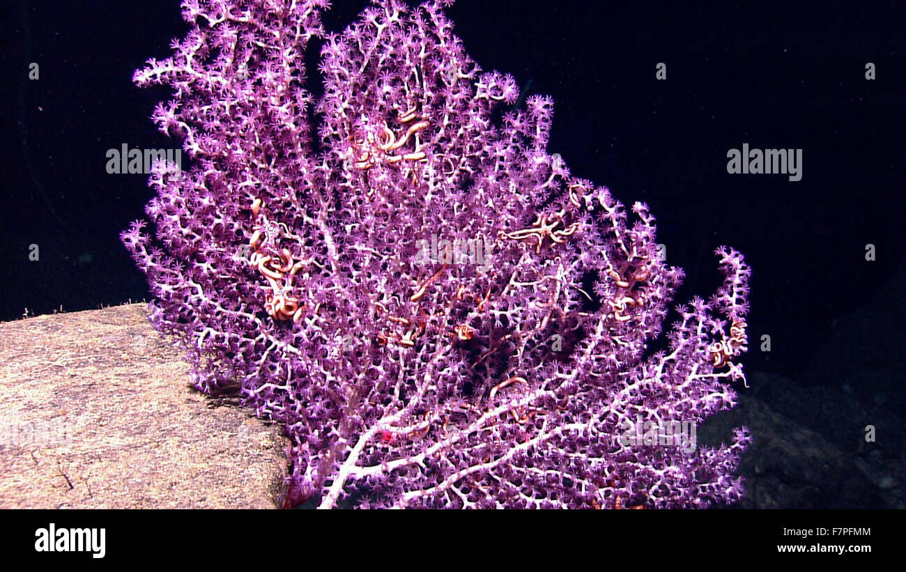 Photograph of a white branched octocoral with stunning purple polyps ...