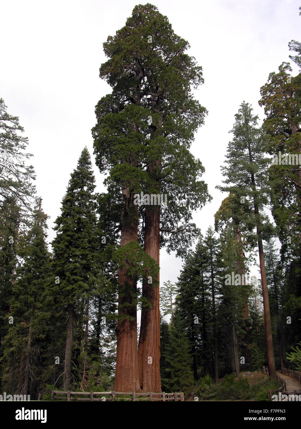 Photograph of two trees locked together. Photographed by Dr. Igor ...
