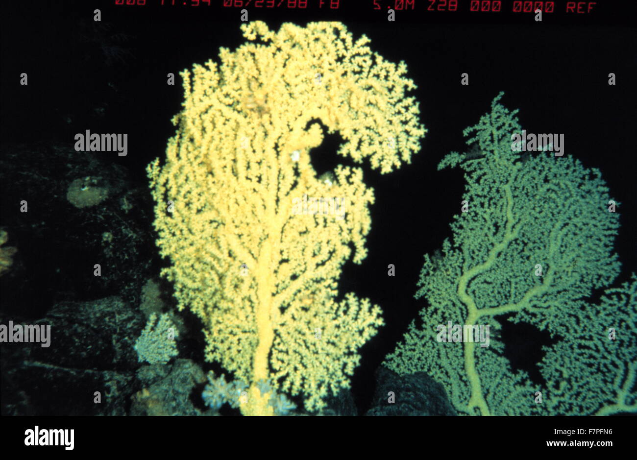 Gold Coral High Resolution Stock Photography and Images - Alamy