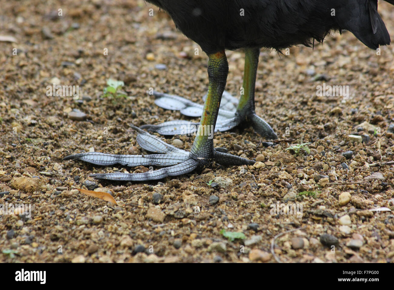 Lobed feet hi-res stock photography and images - Alamy