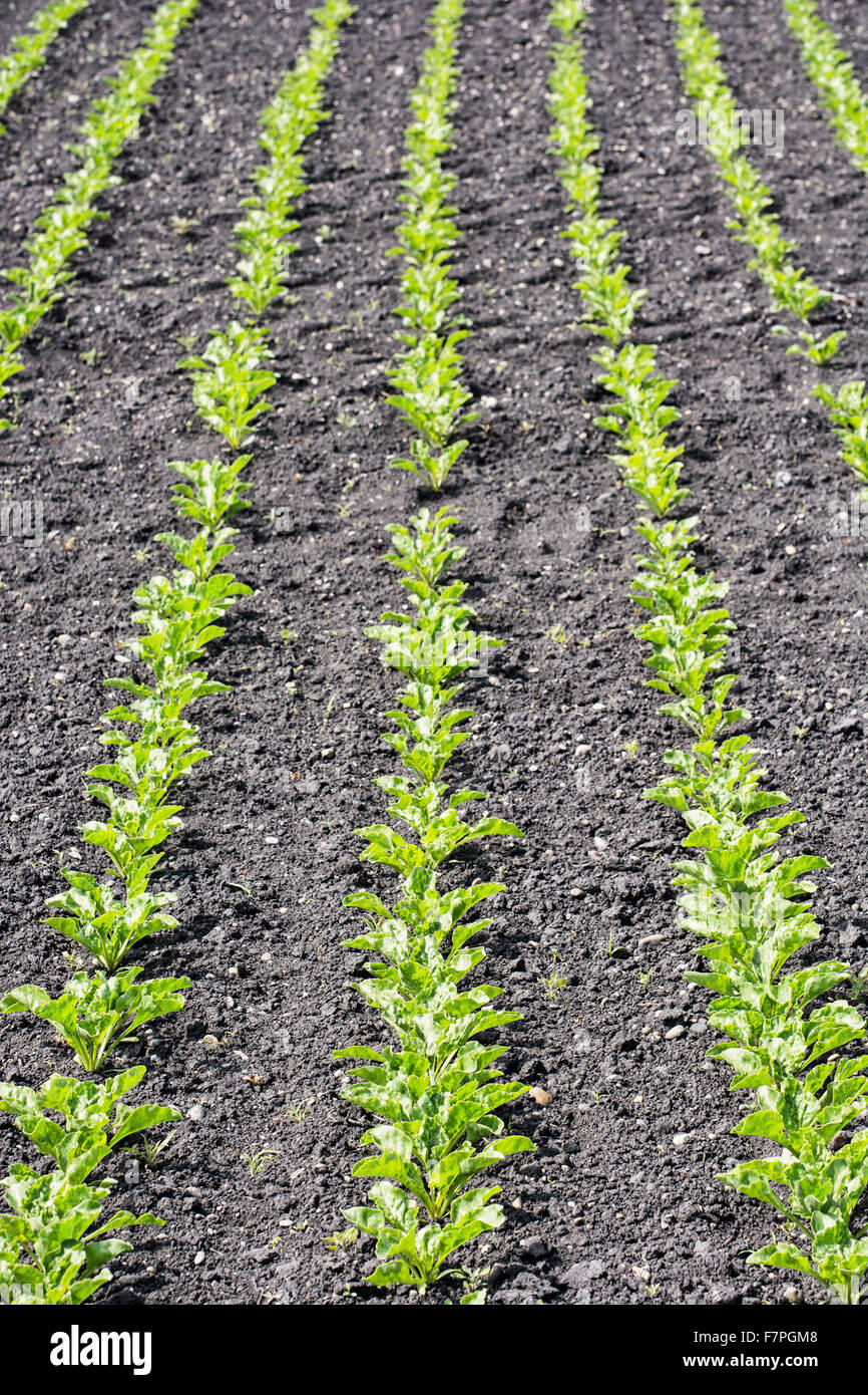 Seedlings crop field in spring. Agricultural theme. Natural scene ...