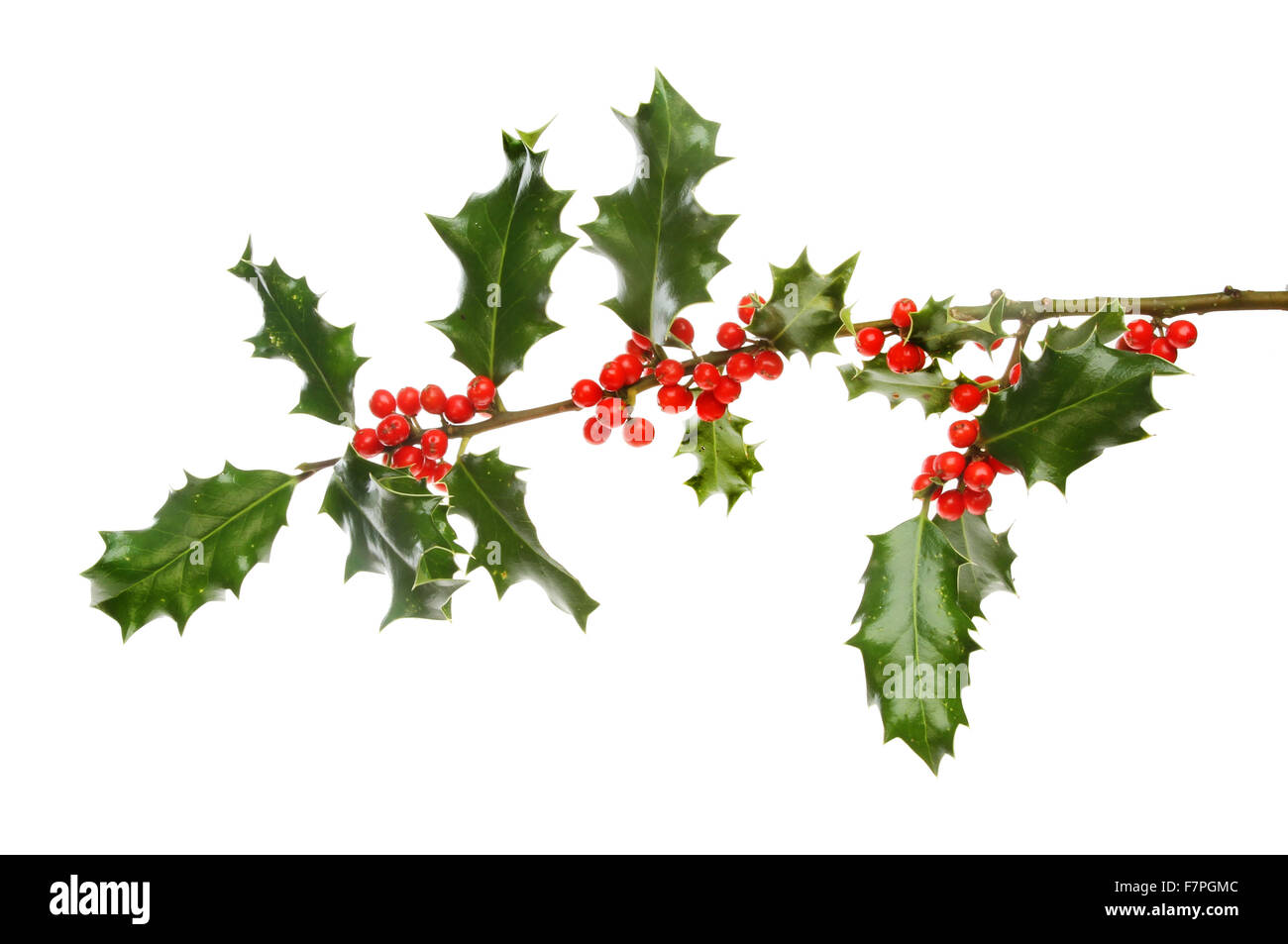 Holly bough laden with red berries isolated against white Stock Photo ...