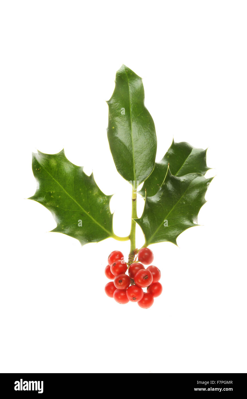 A cluster of holly berries hi-res stock photography and images - Alamy