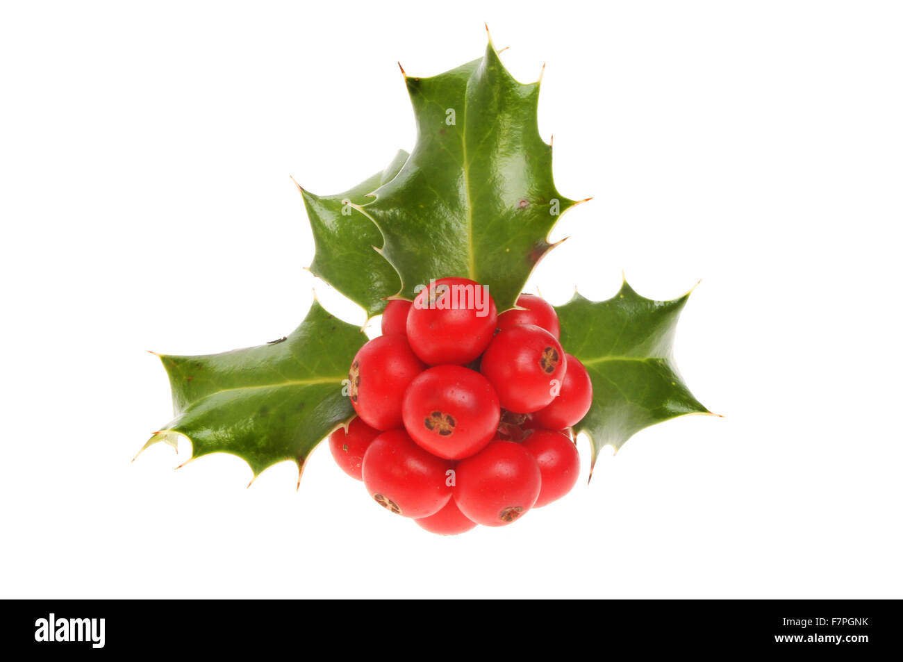 Sprig Of Holly High Resolution Stock Photography and Images - Alamy