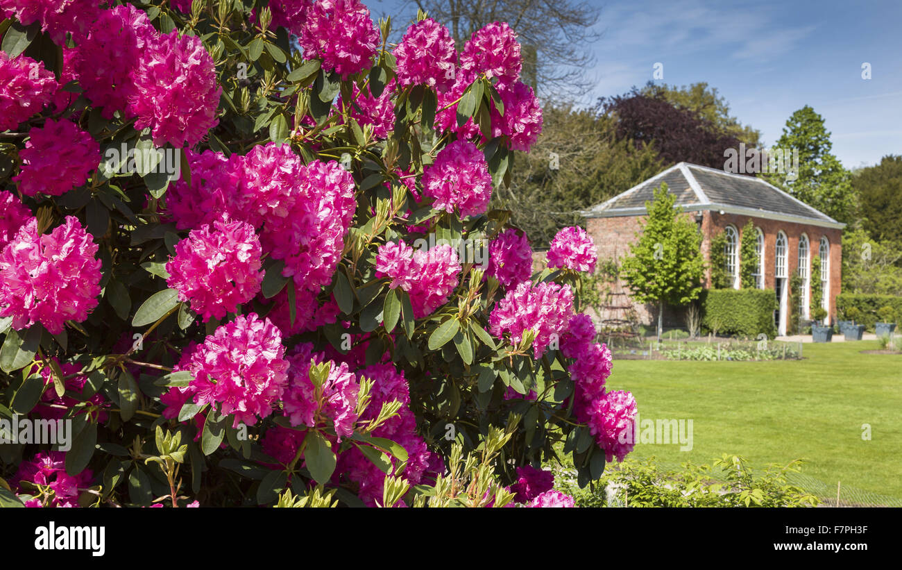 A rhododendron in full bloom in June, with the Orangery seen in the ...