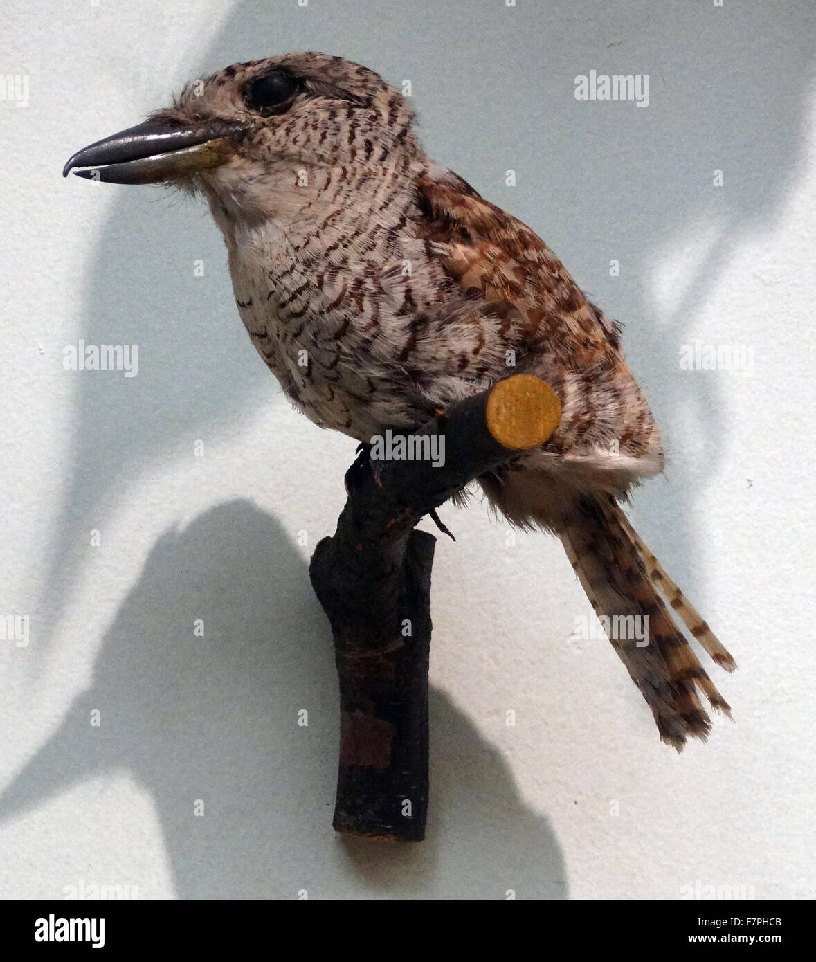 Barred puff-bird (Nystalus radiatus) from South America. 19th Century ...