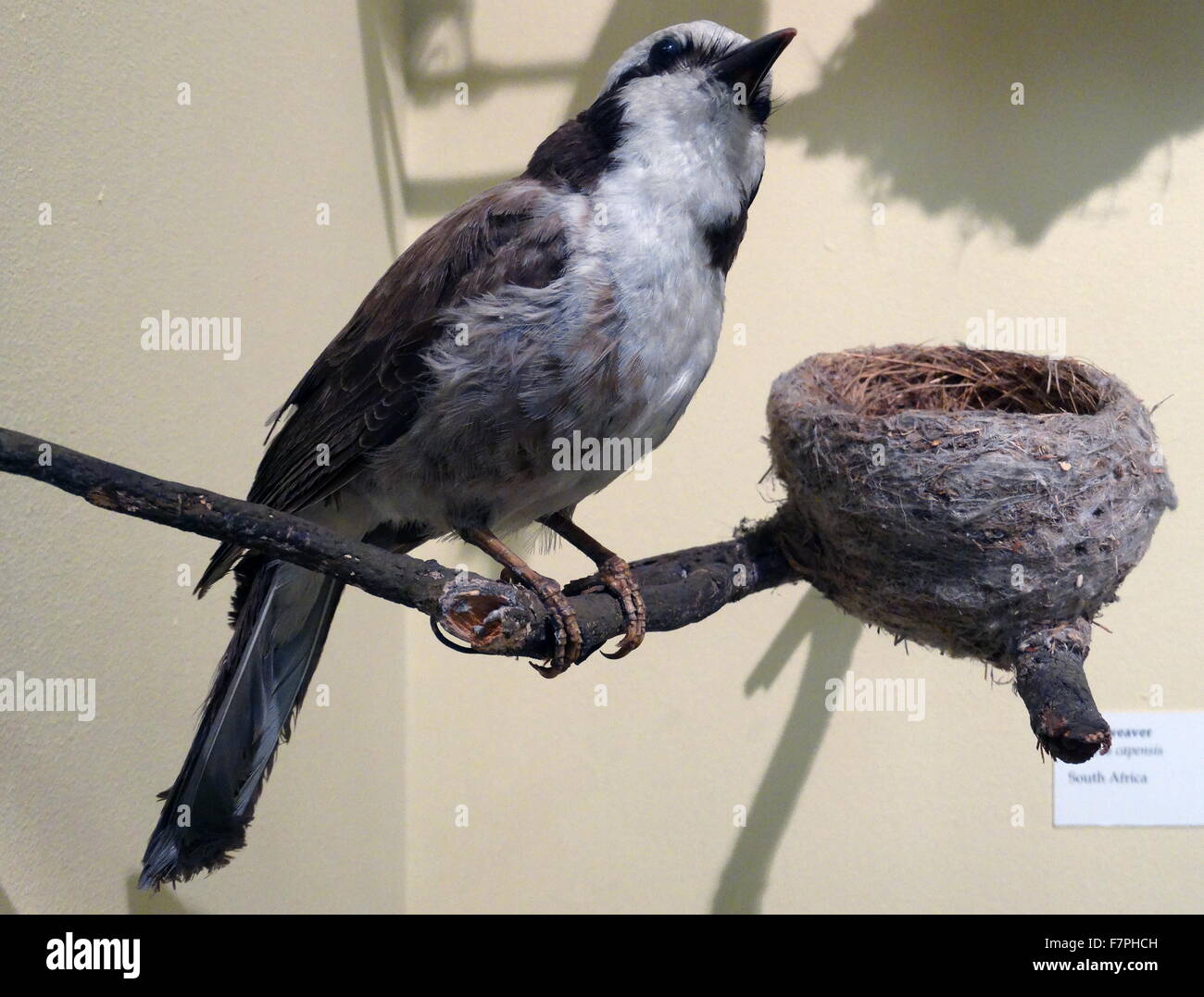 White crowned shrike eurocephalus ruepelli africa african nature bird ...